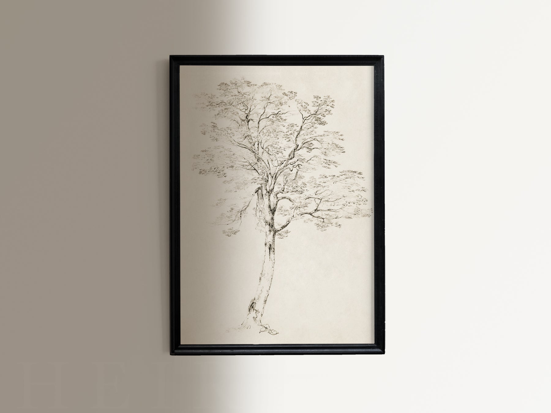 Ash Tree – Heirloom Print Shop