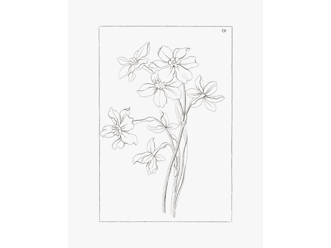 Flower Stems – Heirloom Print Shop