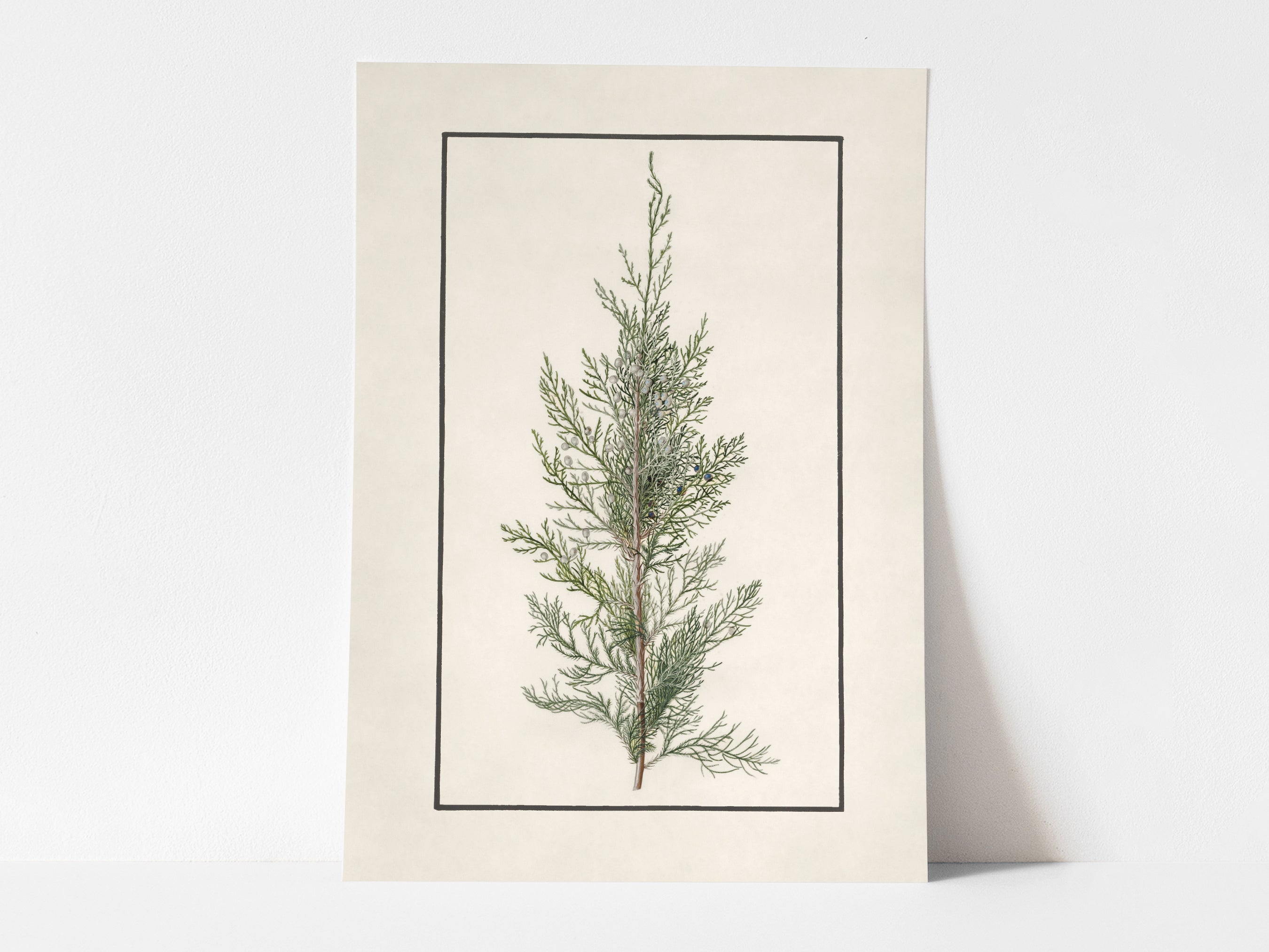 Juniper – Heirloom Print Shop