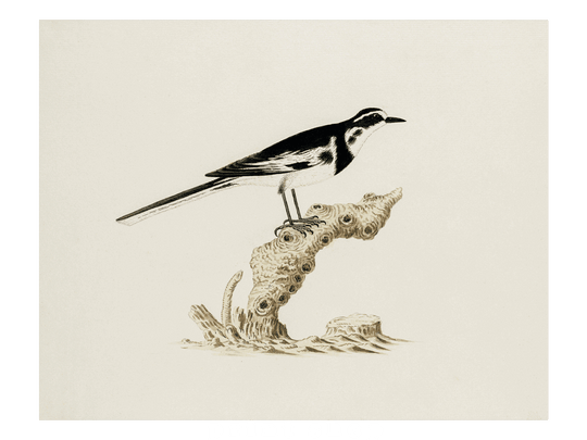 Vintage Drawings | Sketches – Heirloom Print Shop