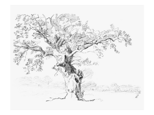 Vintage Drawings | Sketches – Heirloom Print Shop