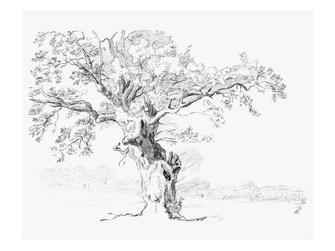 Oak Tree Pencil Drawing