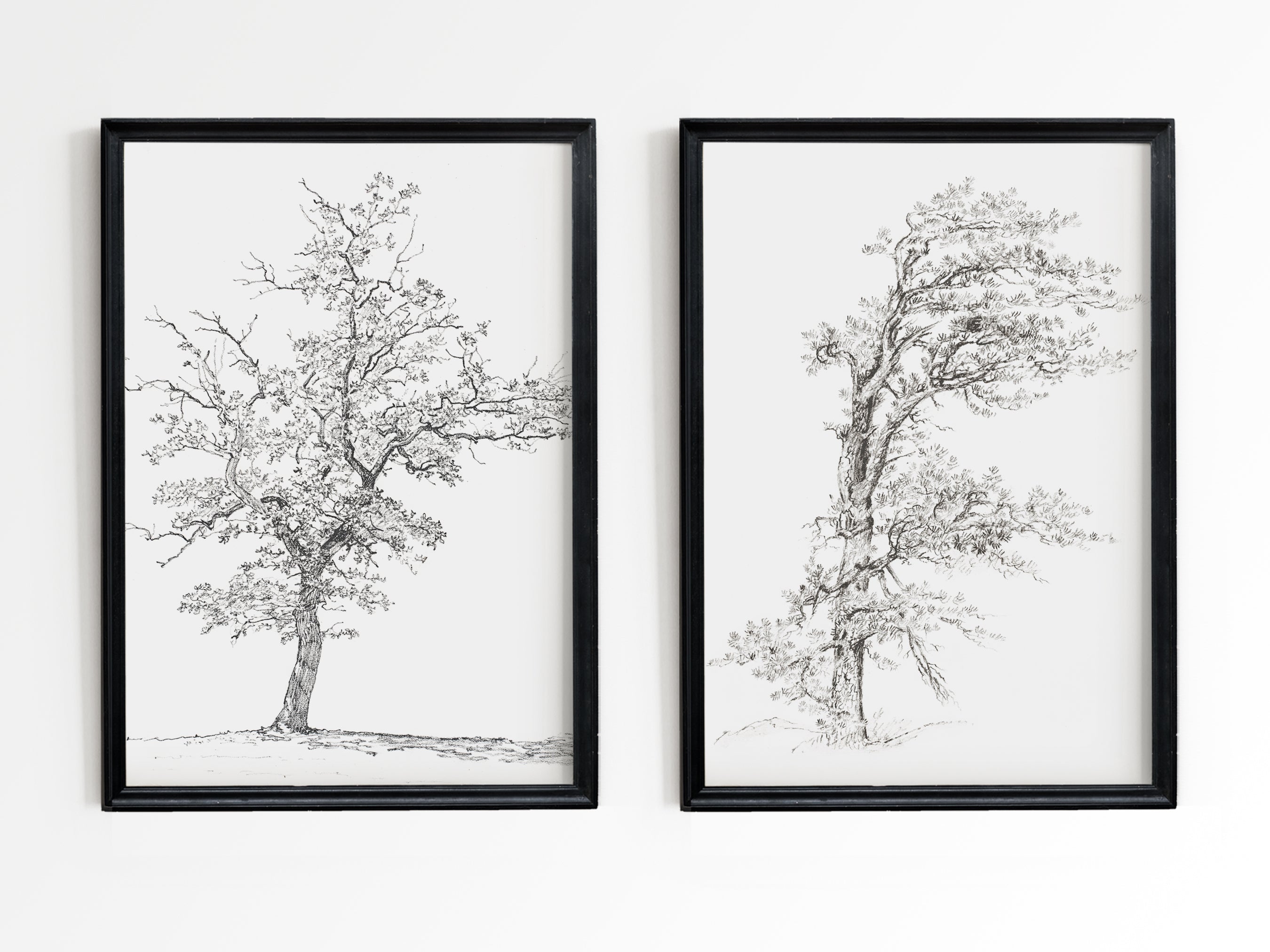 Tree Sketch Set – Heirloom Print Shop