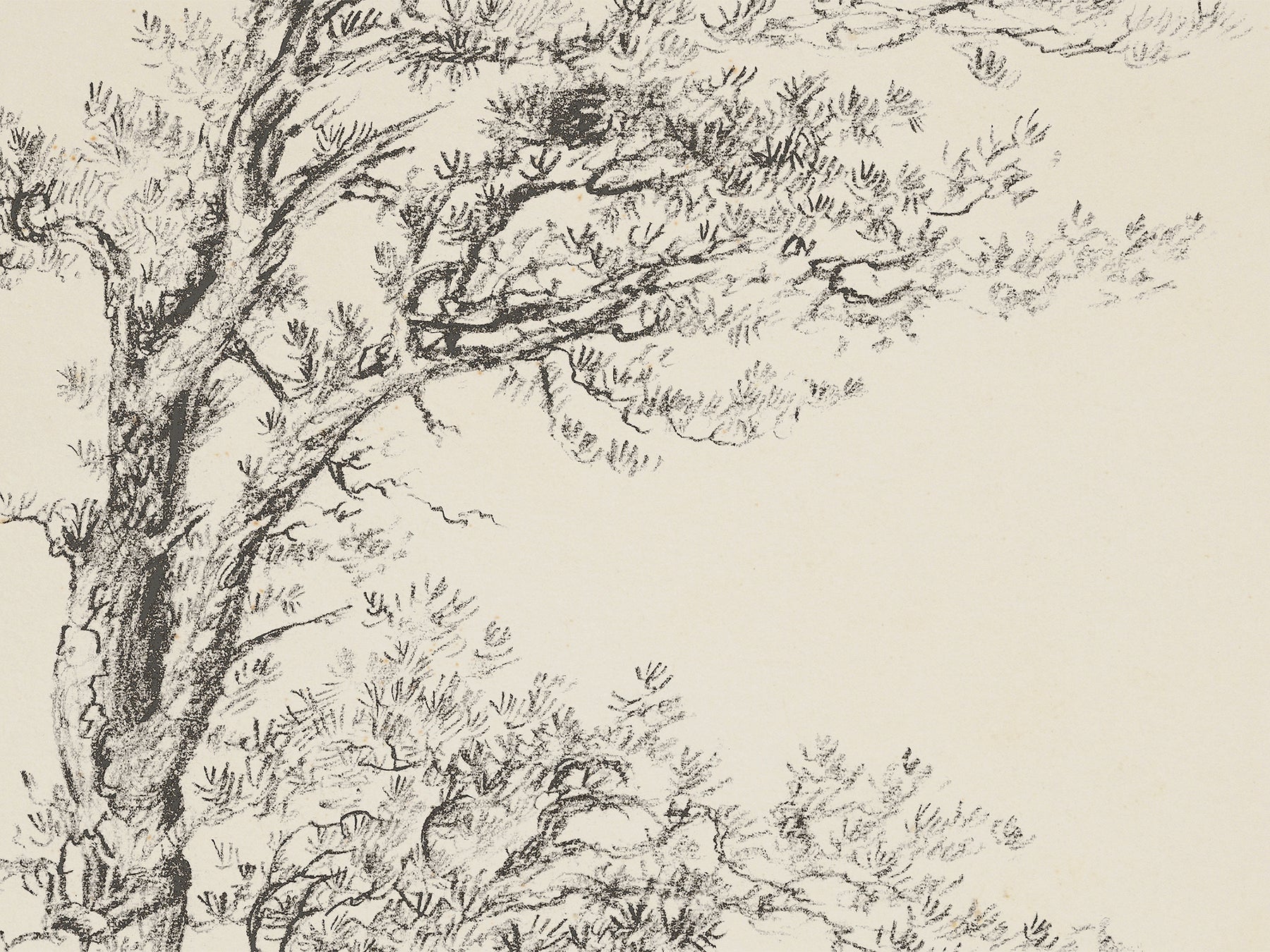 Tree Sketch Set – Heirloom Print Shop